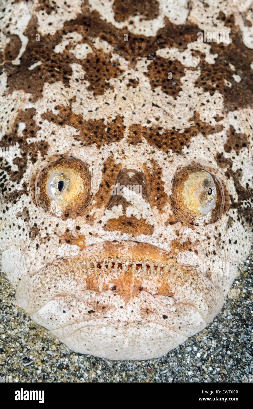 Reticulated stargazer, Uranoscopus sp., Anilao, Batangas, Philippines ...