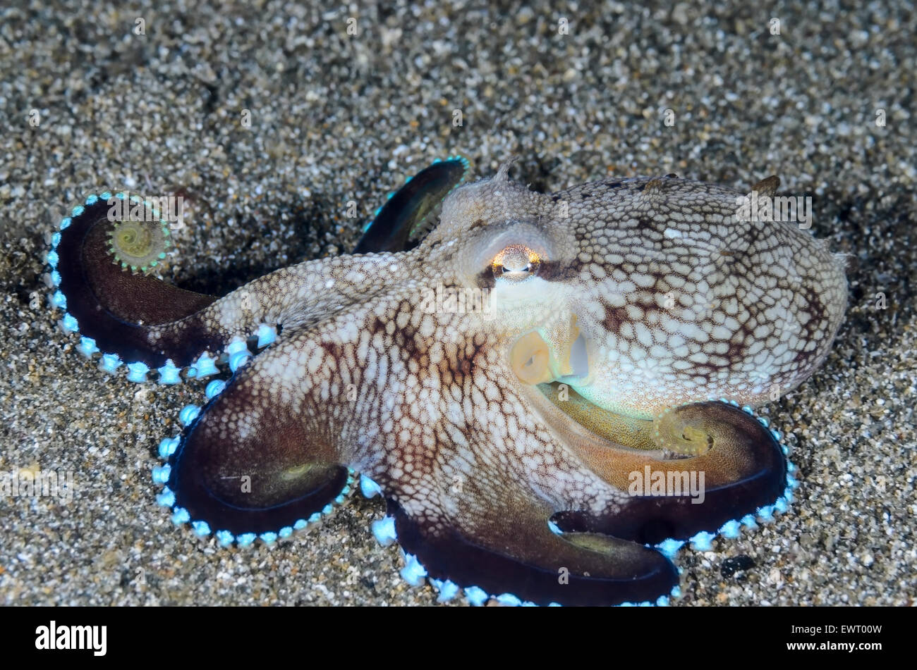Coconut octopus, Amphioctopus marginatus, Anilao, Batangas, Philippines ...