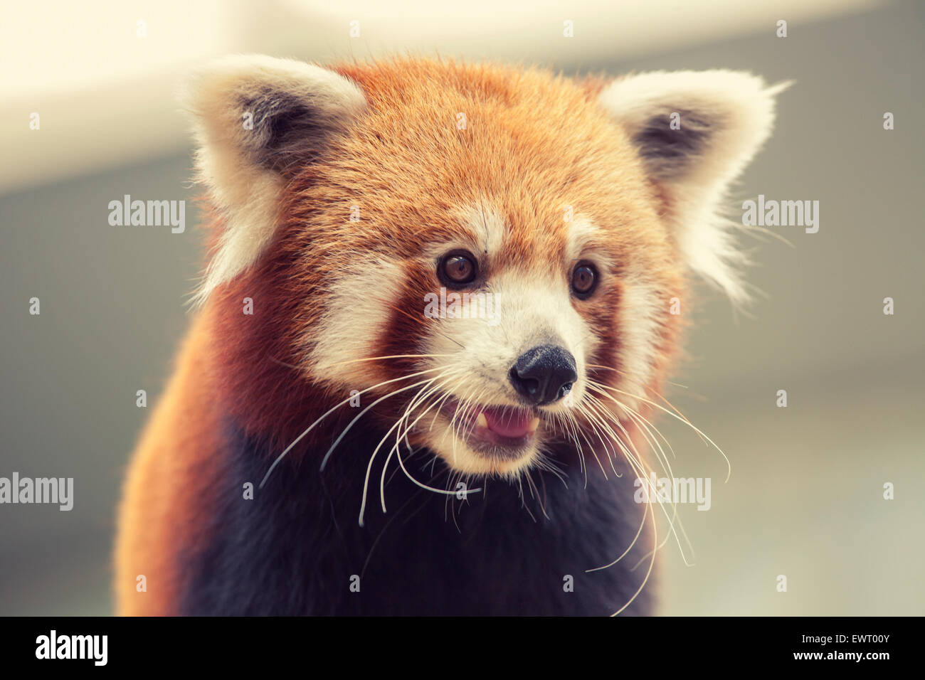 Reddish brown animal hi-res stock photography and images - Alamy