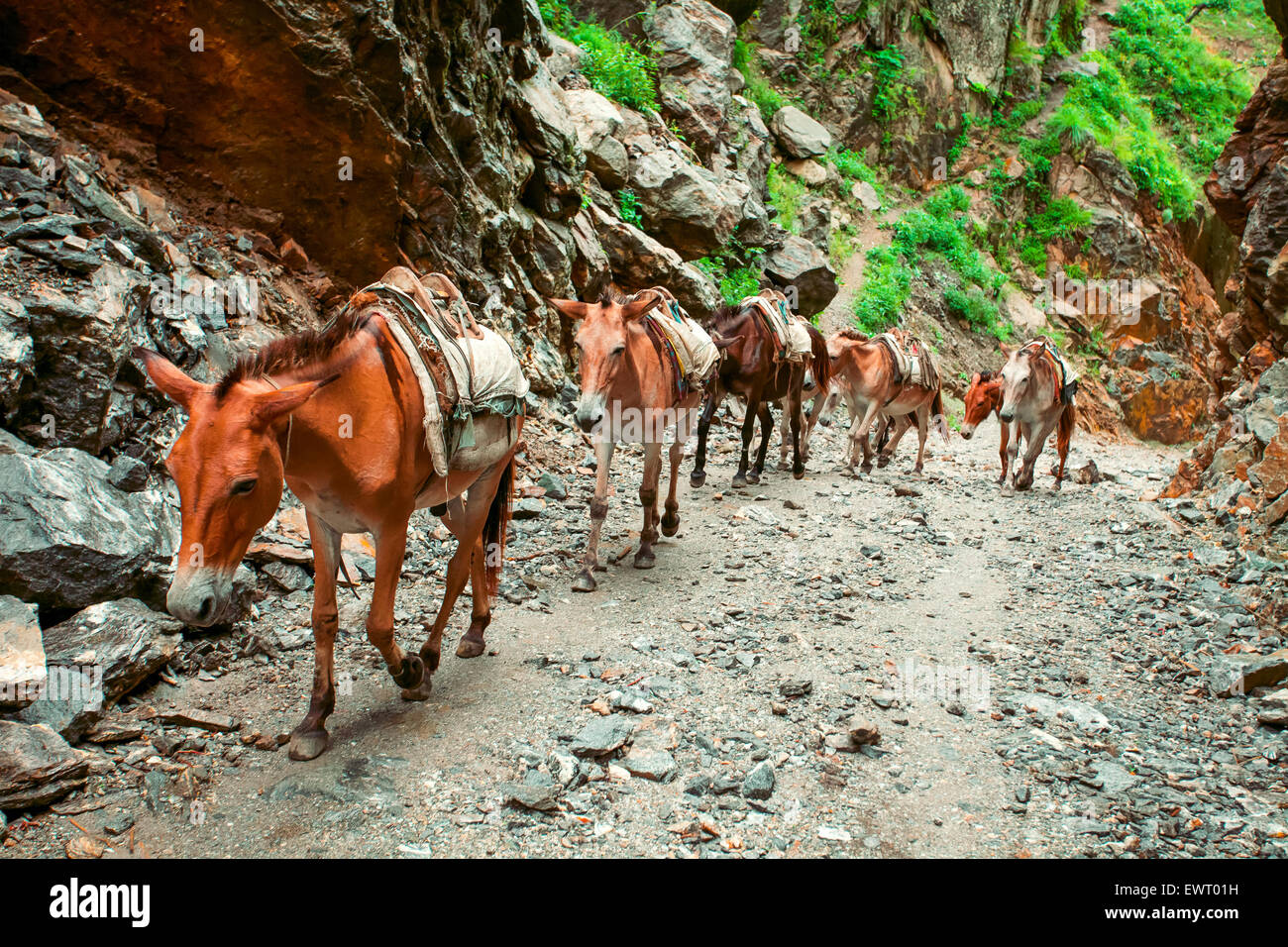 Trekking in Nepal Stock Photo - Alamy