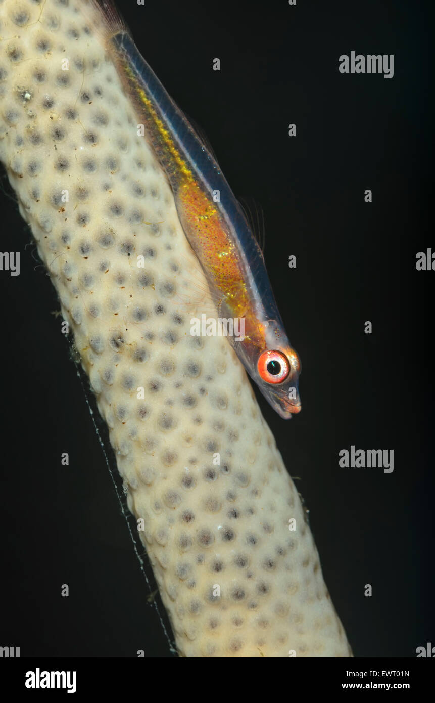 Large Whip goby, Bryanopsis amplus, Anilao, Batangas, Philippines ...
