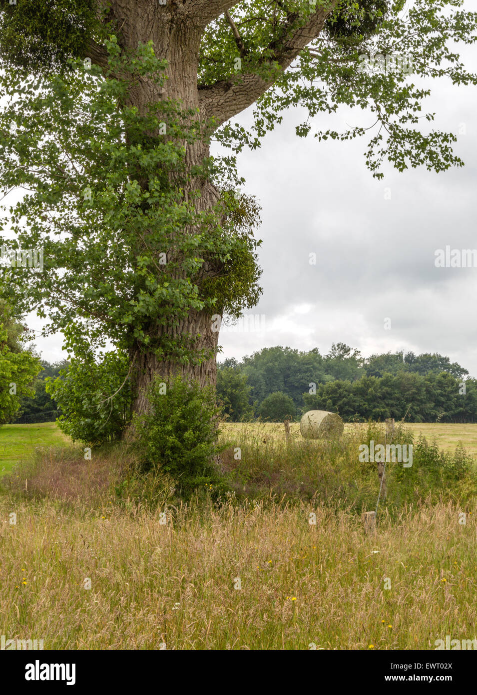 Hay bark hi-res stock photography and images - Alamy