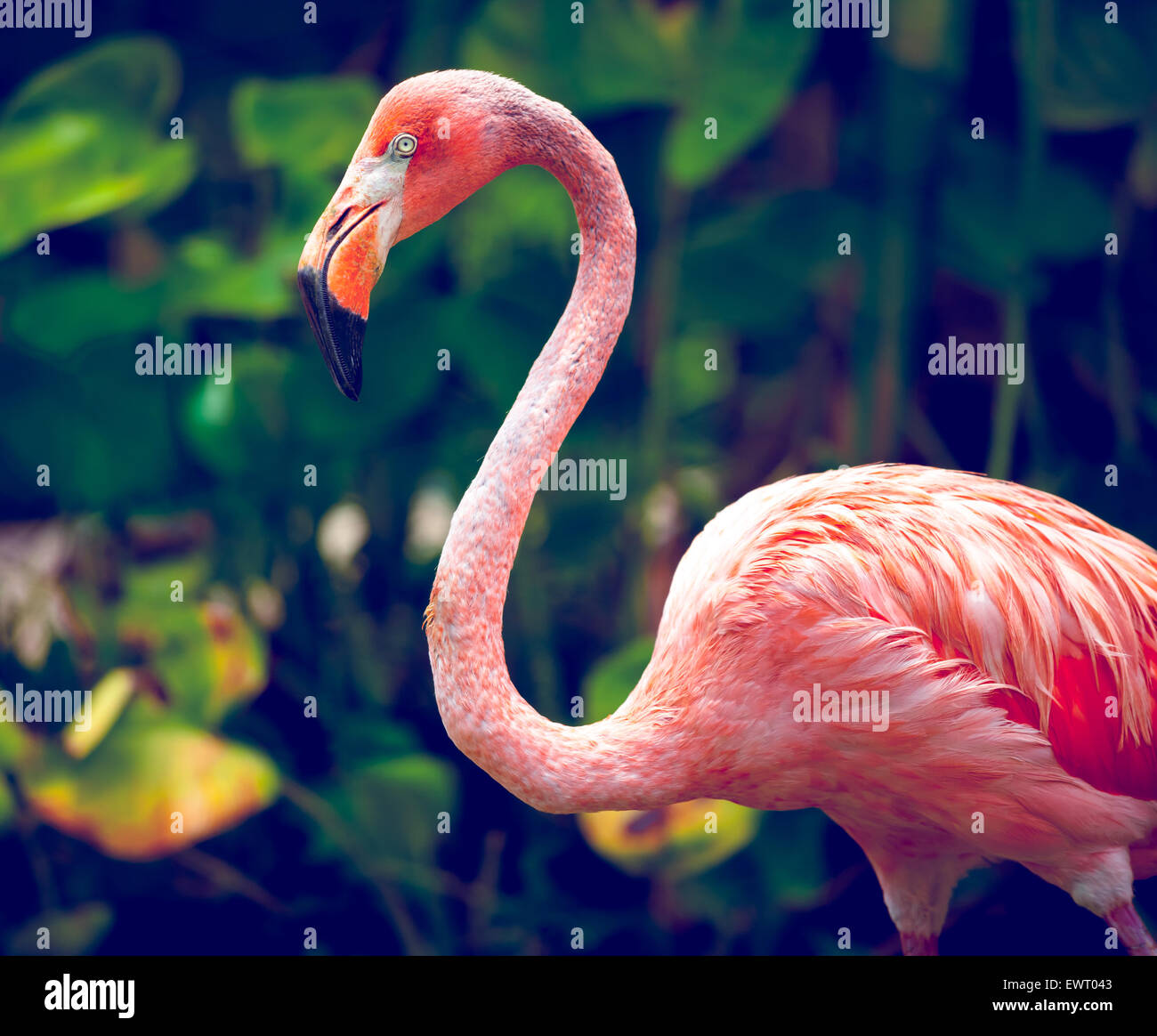 Wing blue bird close up not sky hi-res stock photography and images - Alamy
