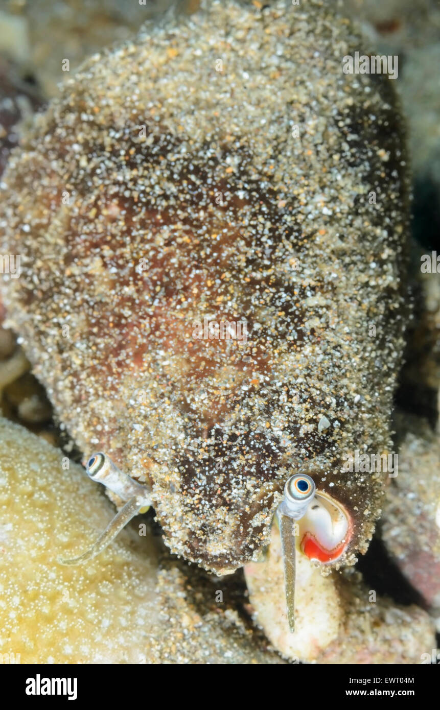 Strawberry conch, Conomurex luhuanus, Anilao, Batangas, Philippines ...