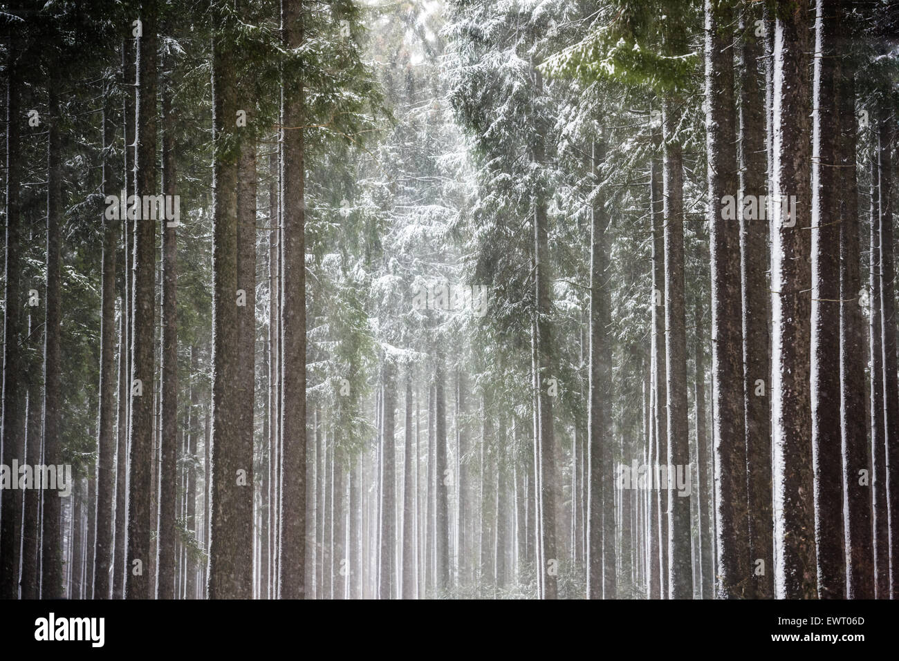 Sun forest trees snow hi-res stock photography and images - Alamy