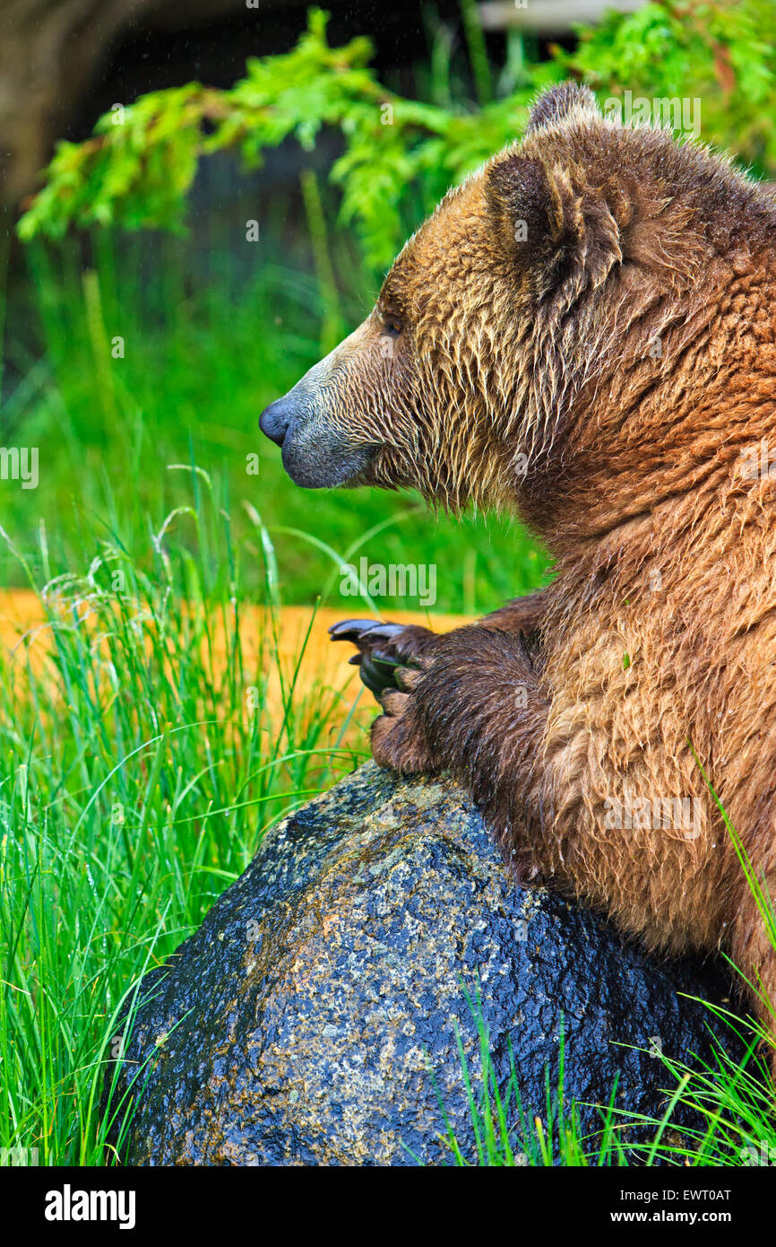 Female coastal Grizzly bear resting on a rainy day along the coast of ...