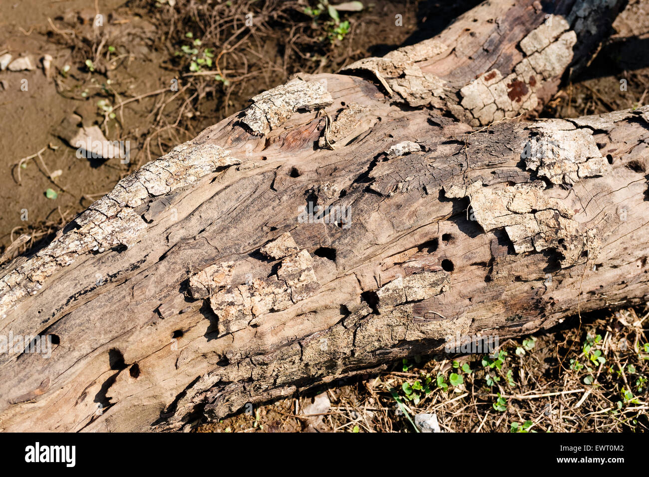 Weevil hole on the log. Thailand Stock Photo - Alamy