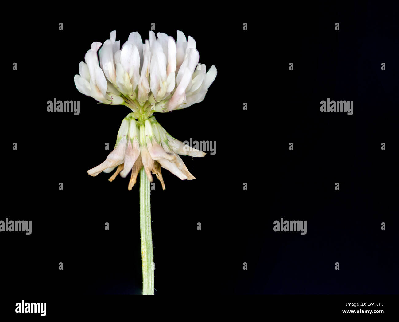 Nature plant clover hi-res stock photography and images - Alamy