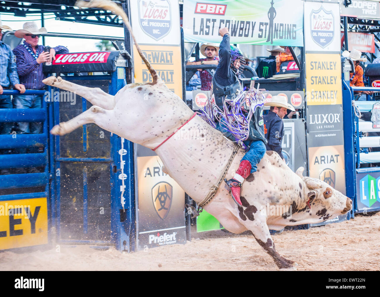 Cowboy Participating in a Bull riding Competition at the Las Cowboy ...