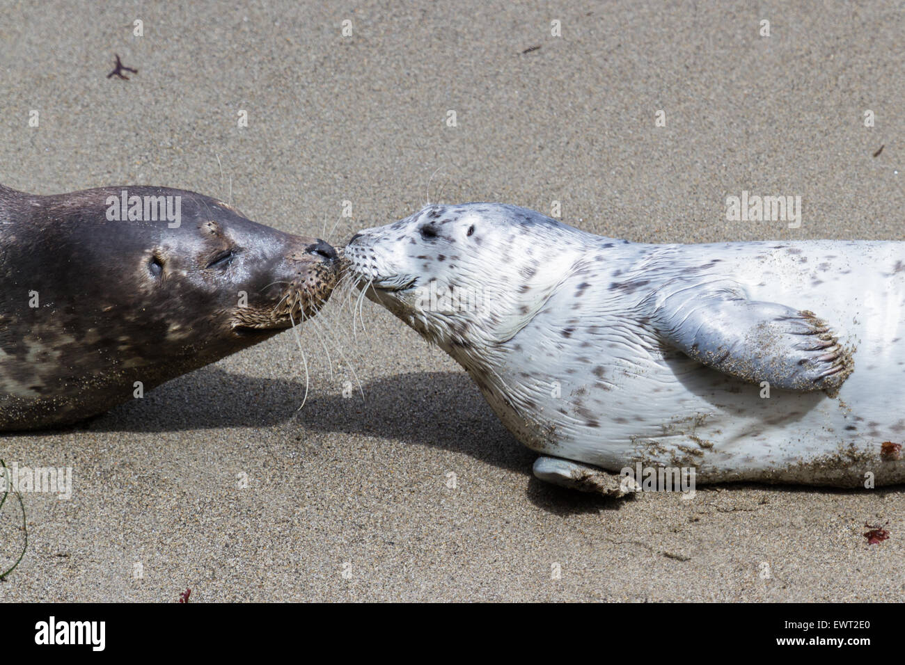 close up of a baby seal bonding with her mother on the California coast ...