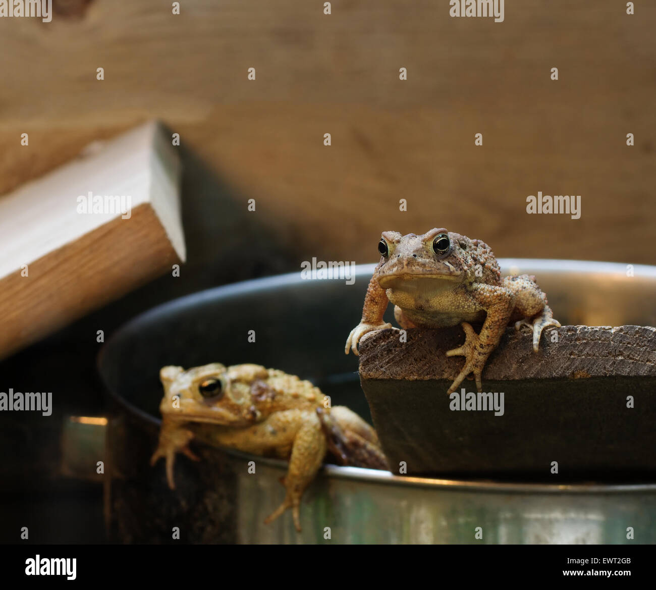 Common toads resting hi-res stock photography and images - Alamy