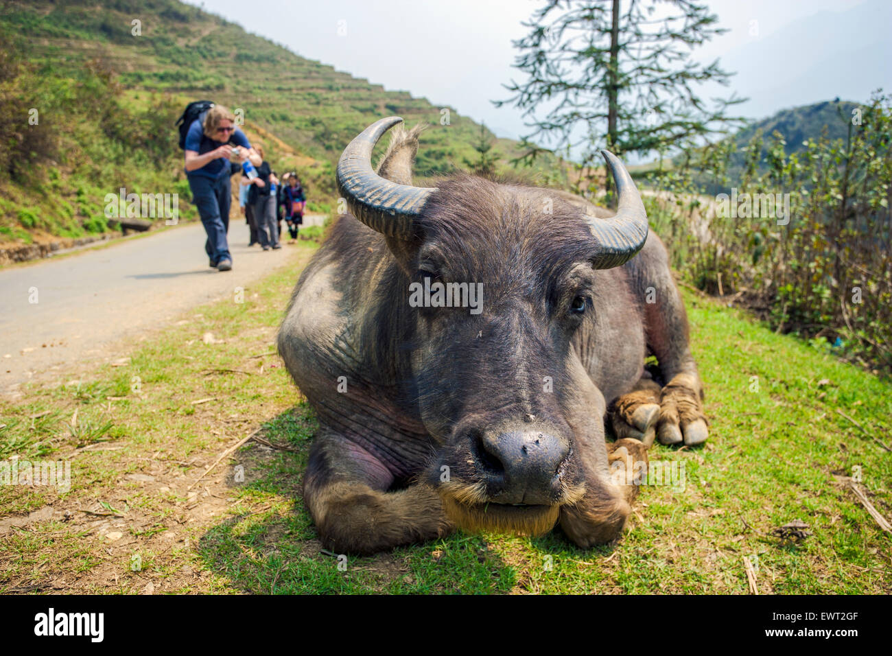 Water buffalo on side of the road in Vietnam with tourist in background ...