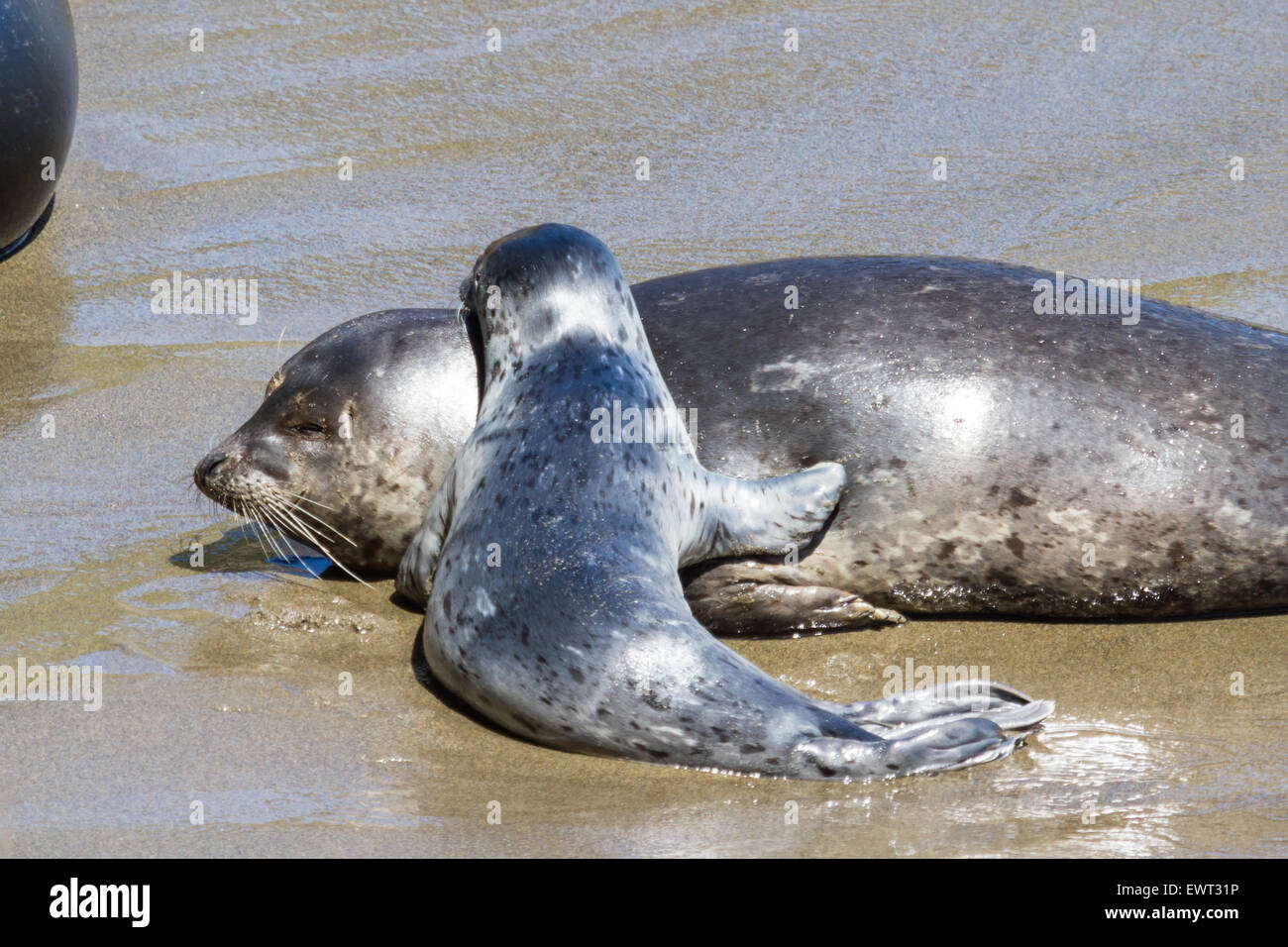 two year old baby seal bonding with its mother in a protected cove of ...