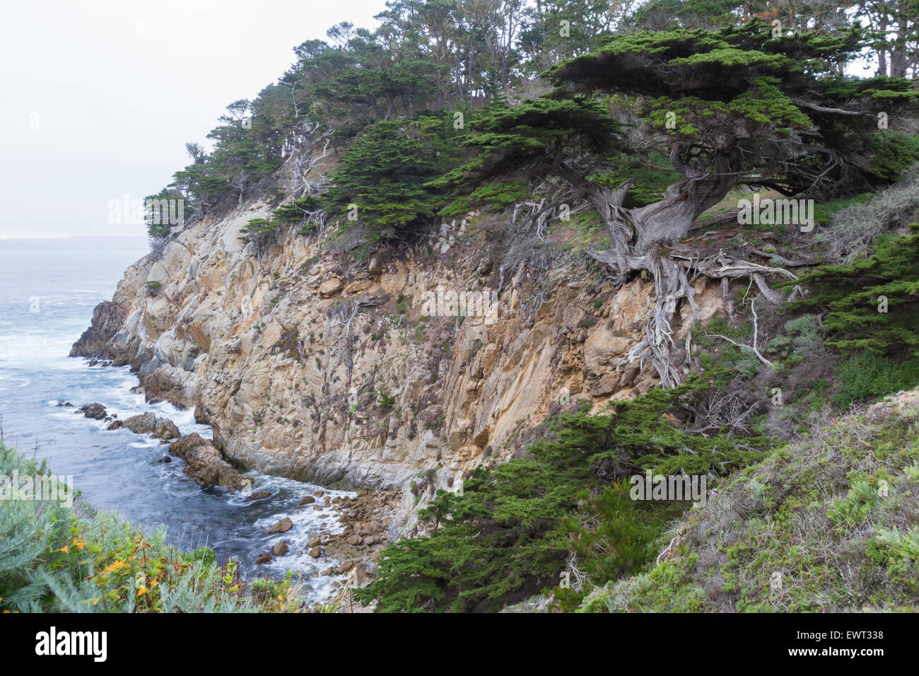 large coastal tree in California, it is called the General, located in ...