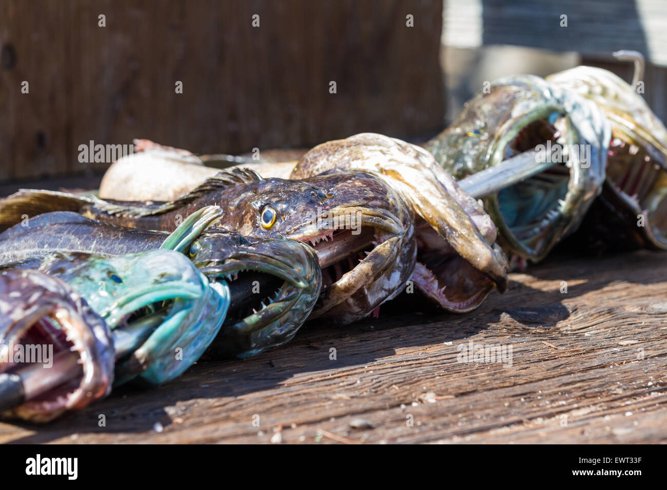 pile of fish caught that morning laying on a dock waiting to be cleaned ...