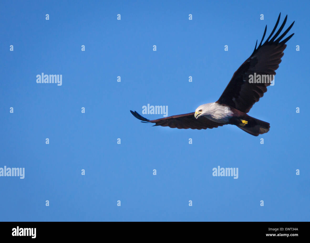 Bald eagle in flight against blue sky Stock Photo - Alamy