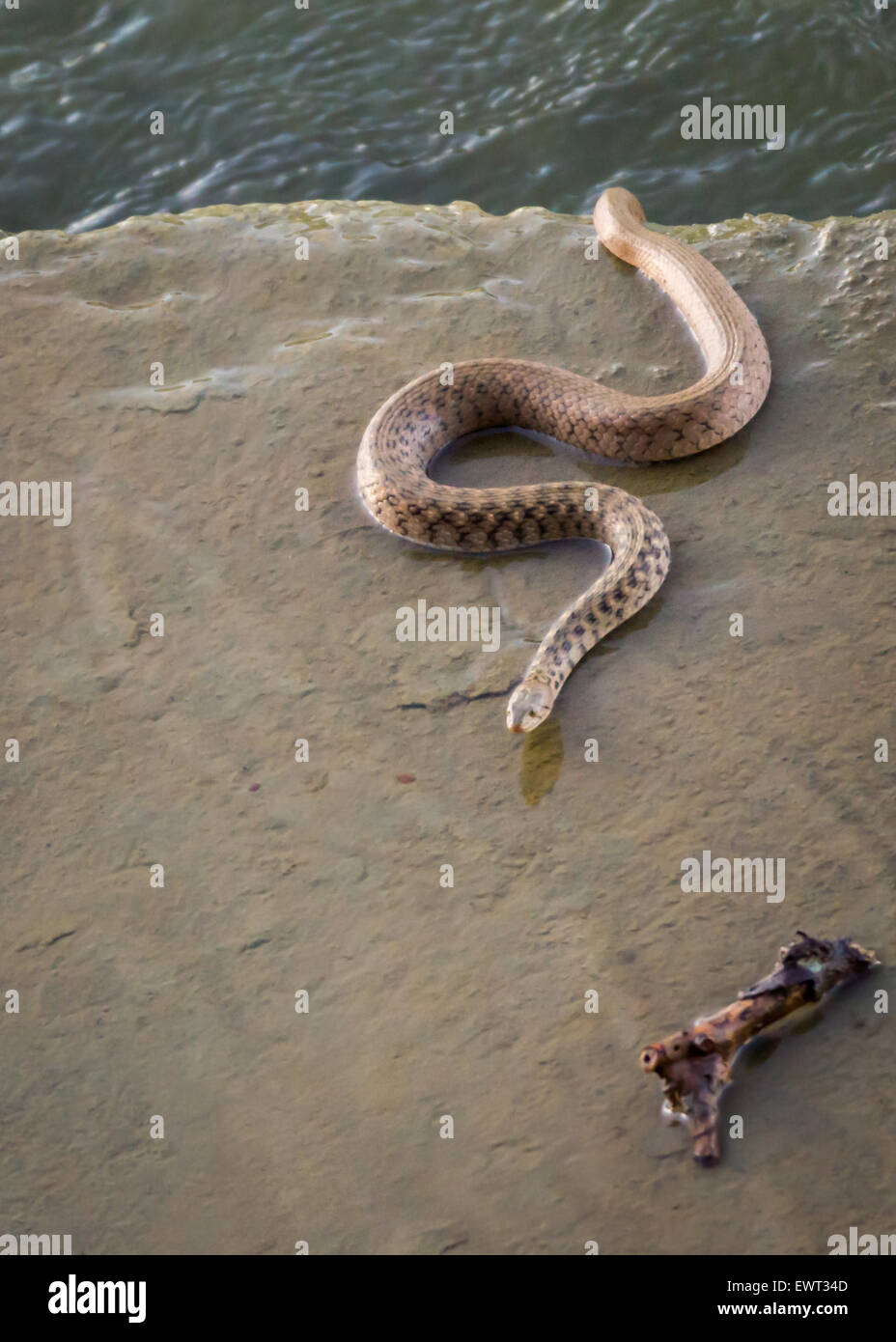 Checkered Keel Back river snake Stock Photo - Alamy