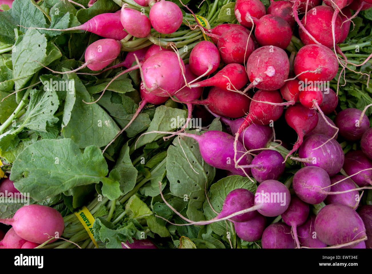 Purple and red radishes at the Berkeley Farmers' Market in California ...