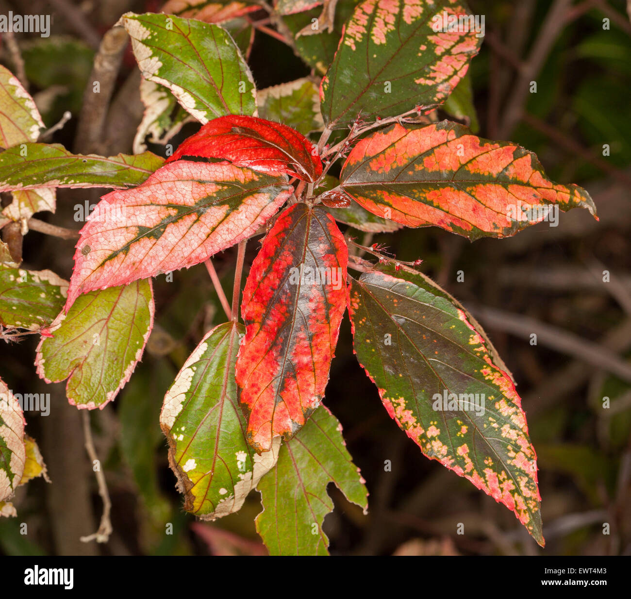 Acalyphas High Resolution Stock Photography and Images - Alamy