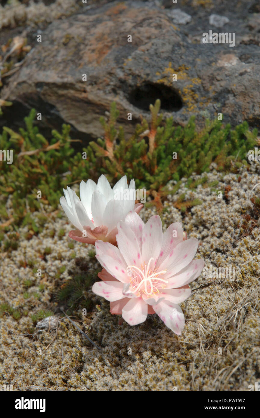 Bitterroot flower along Catherine Creek Interpretive Trail, Columbia ...
