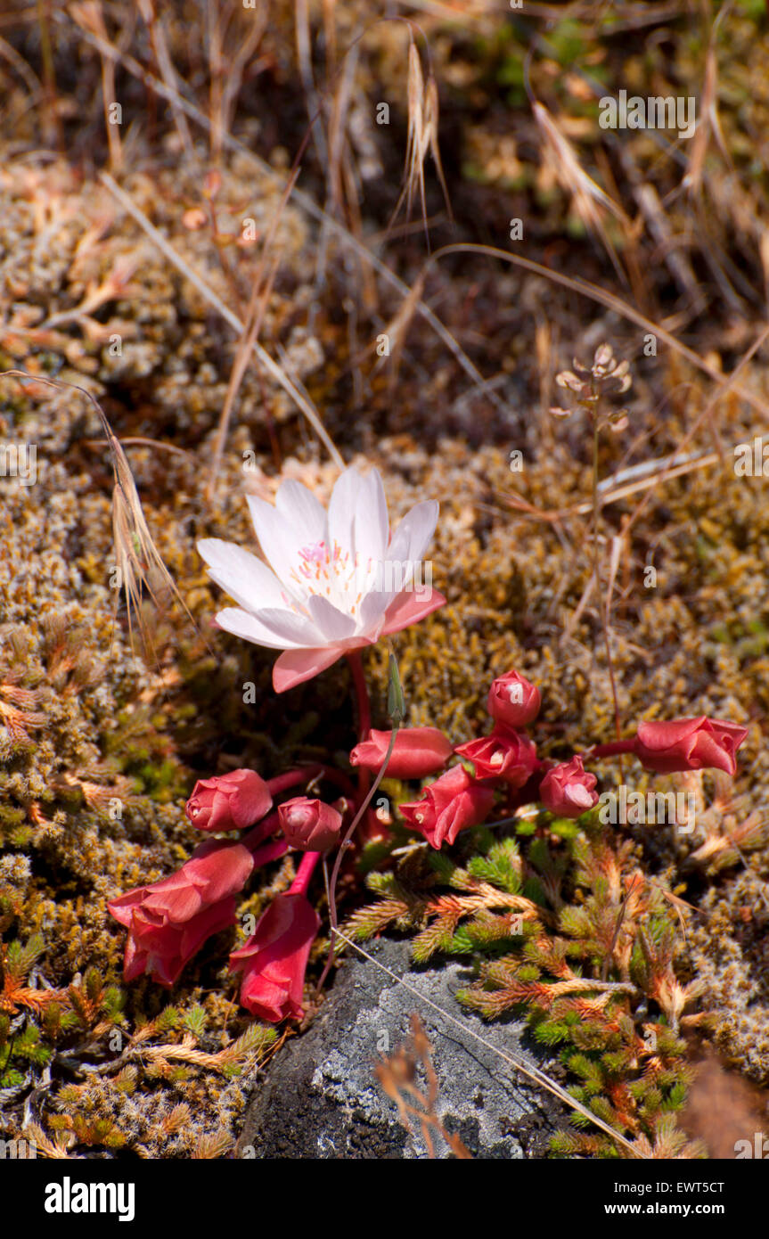 Bitterroot flower along Catherine Creek Interpretive Trail, Columbia ...