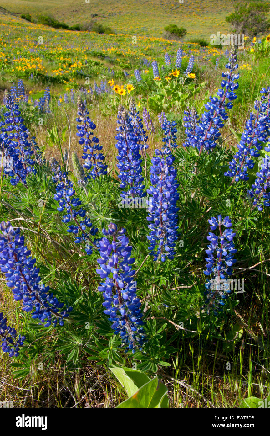 Lupine with balsamroot, Columbia Hills State Park, Columbia River Gorge ...