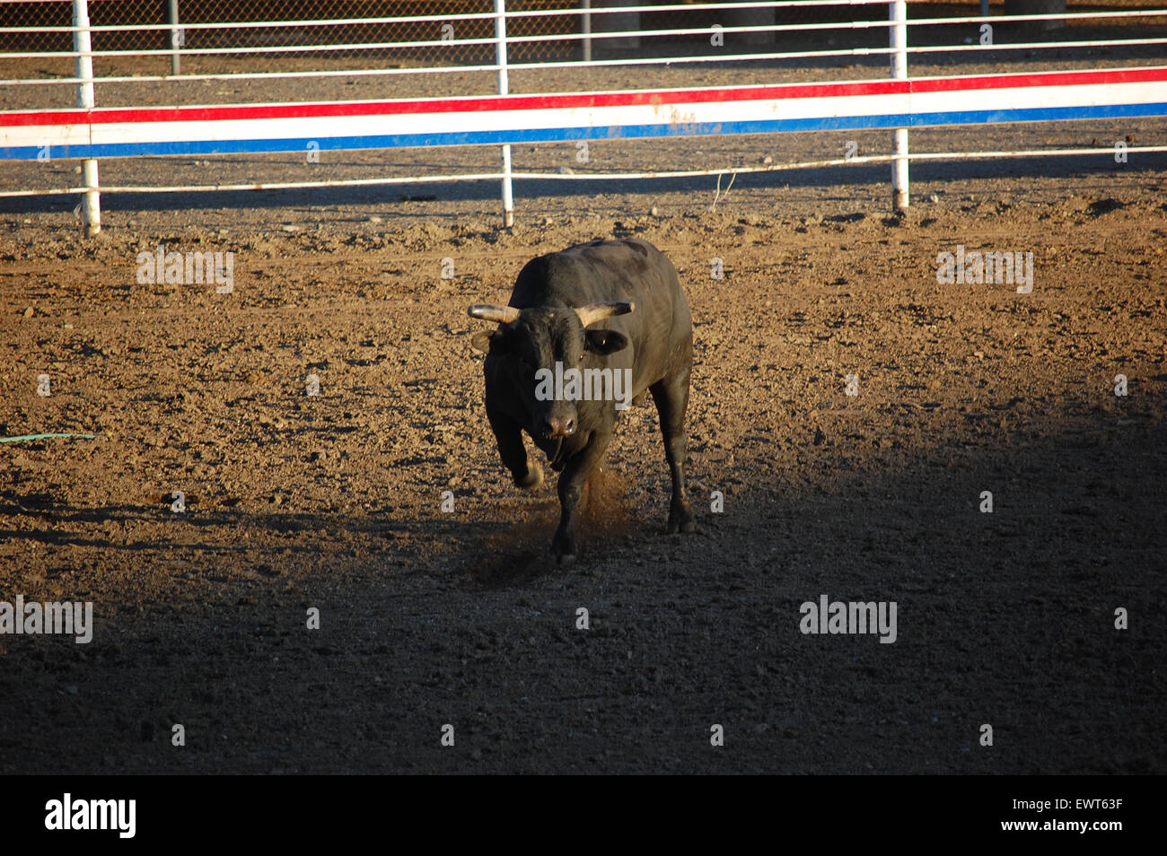 Bull at Rodeo Stock Photo - Alamy