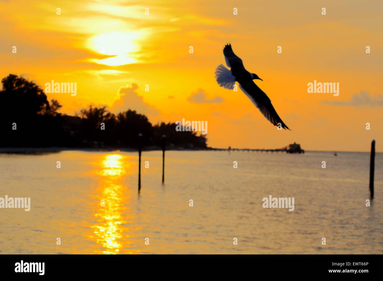 Alamy bird hi-res stock photography and images - Alamy