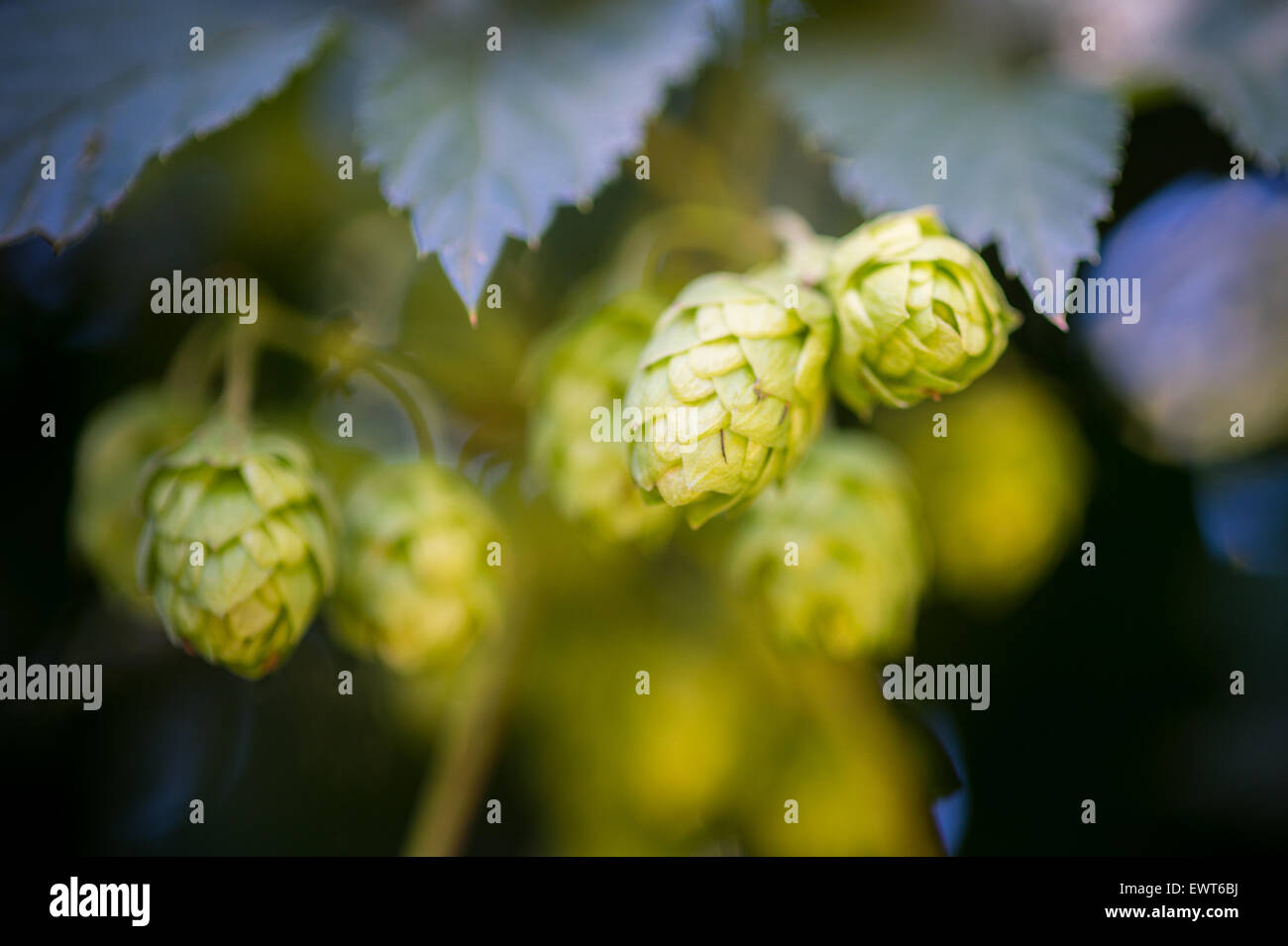 Hops production hi-res stock photography and images - Alamy