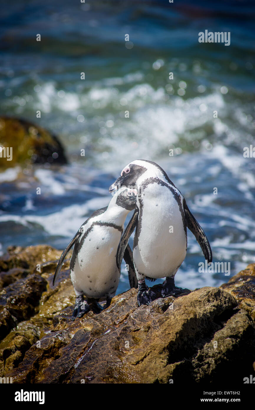 Betty's Bay, South Africa - African Penguins (Spheniscidae) by the ...