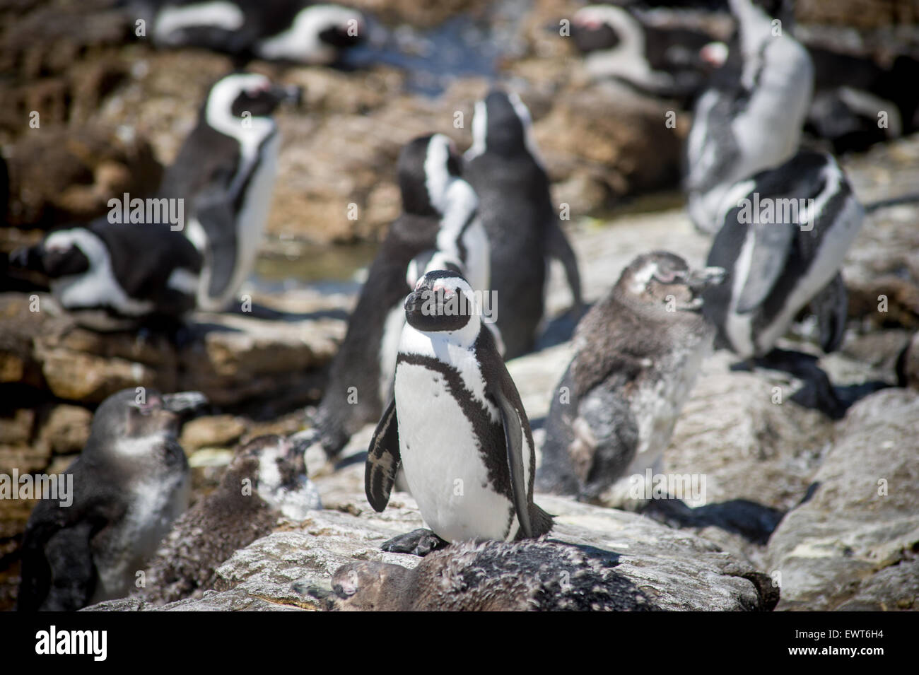 Betty's Bay, South Africa - African Penguins (Spheniscidae) by the ...