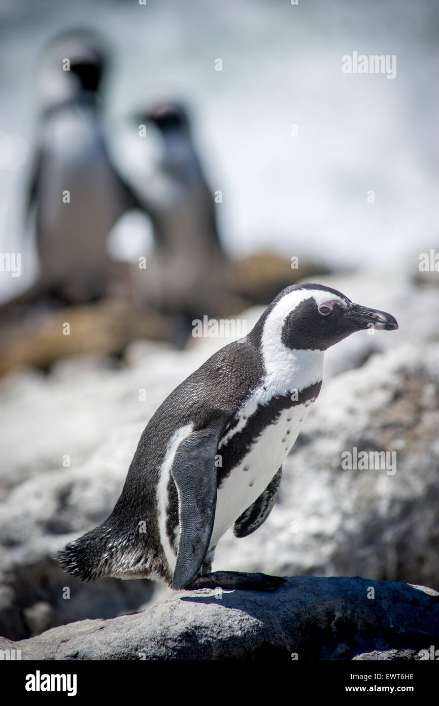 Betty's Bay, South Africa - African Penguins (Spheniscidae) by the ...