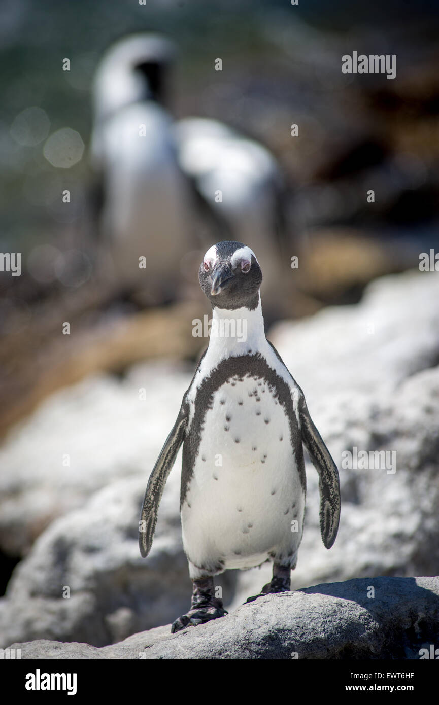Betty's Bay, South Africa - African Penguins (Spheniscidae) by the ...