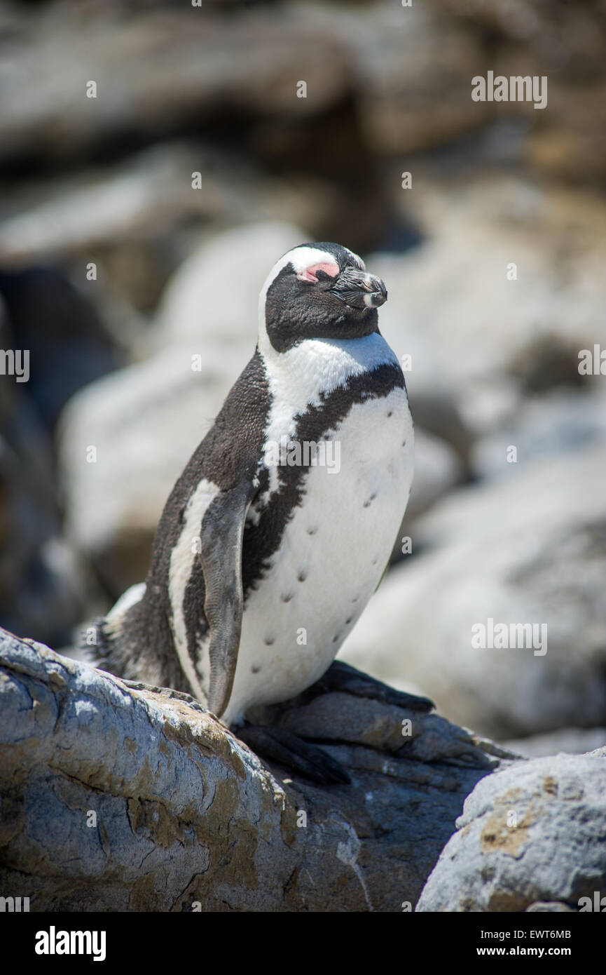 Betty's Bay, South Africa - African Penguins (Spheniscidae) by the ...