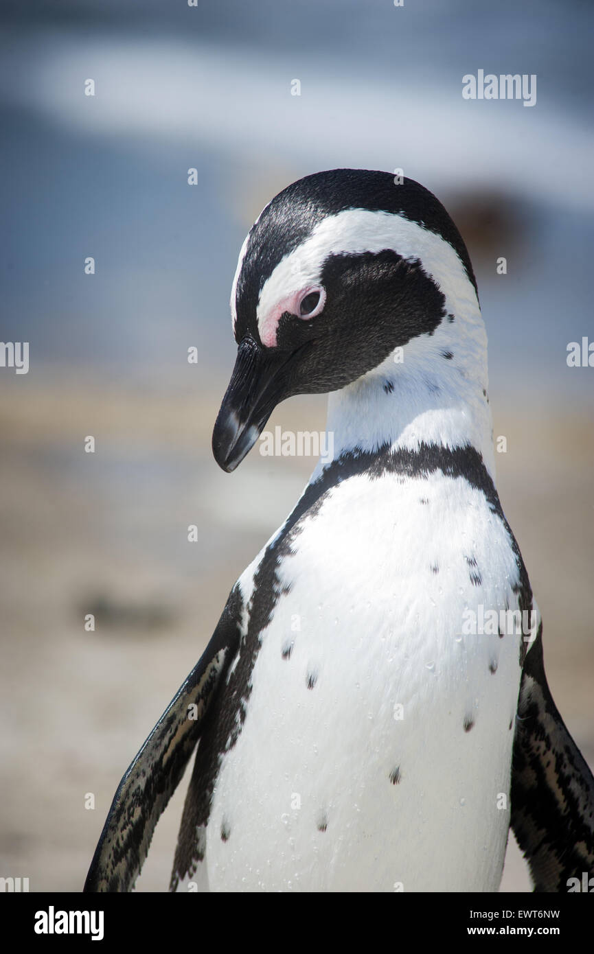 Betty's Bay, South Africa - African Penguins (Spheniscidae) by the ...