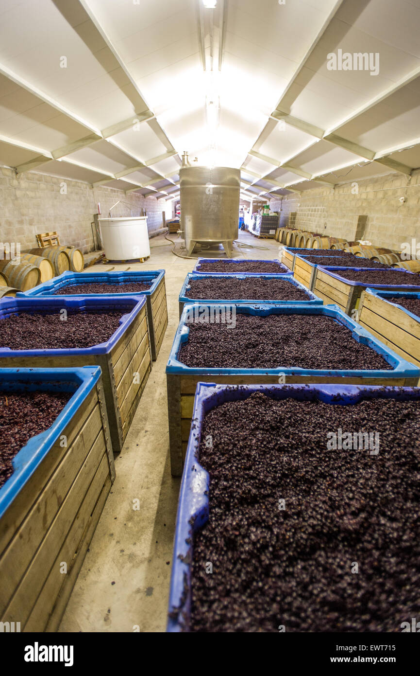 South Africa - Grape mash Stock Photo - Alamy
