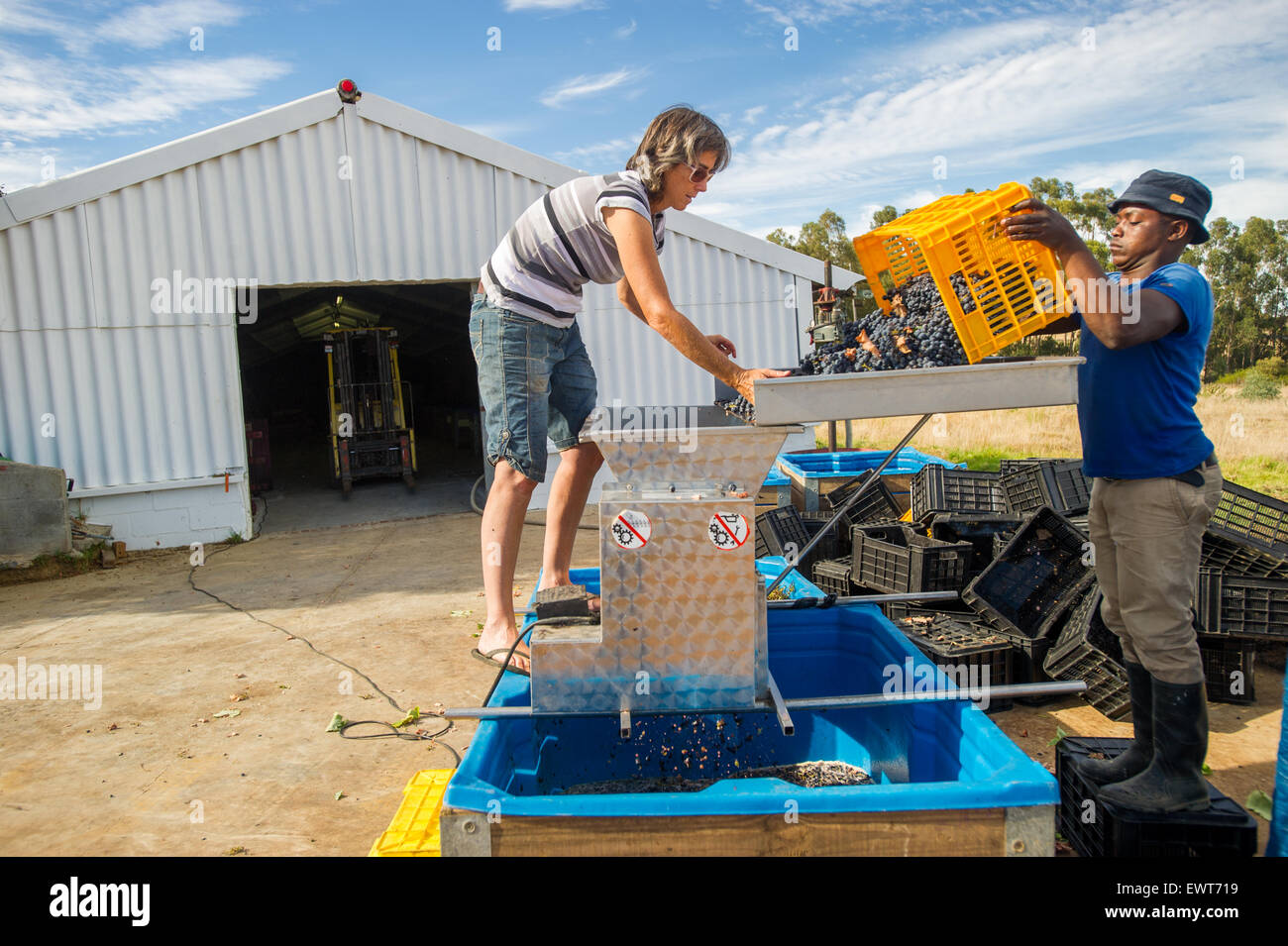 South Africa - Wine makers mashing wine grapes Stock Photo - Alamy