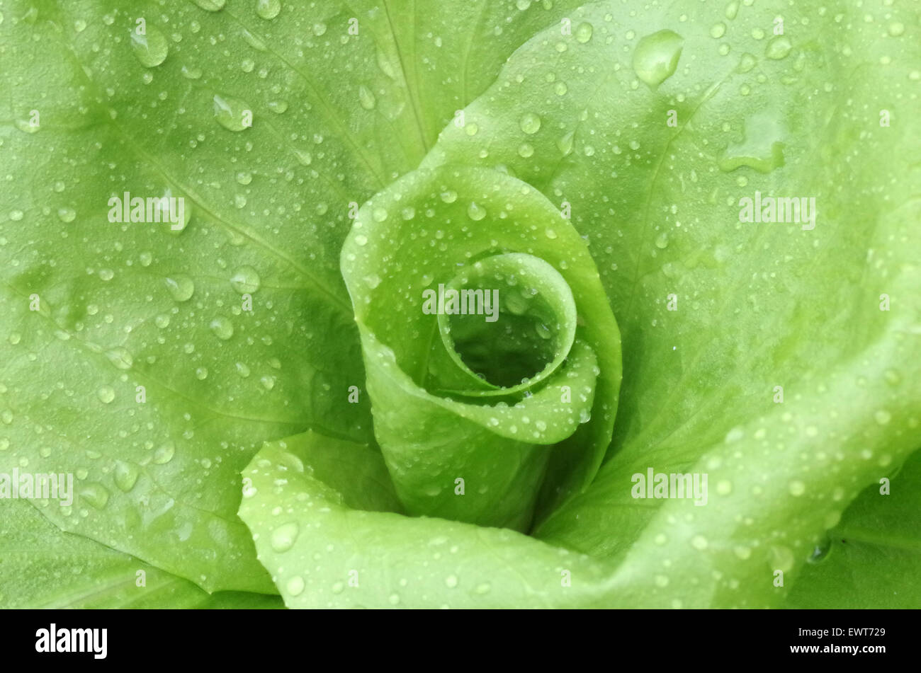Chicory in water hi-res stock photography and images - Alamy