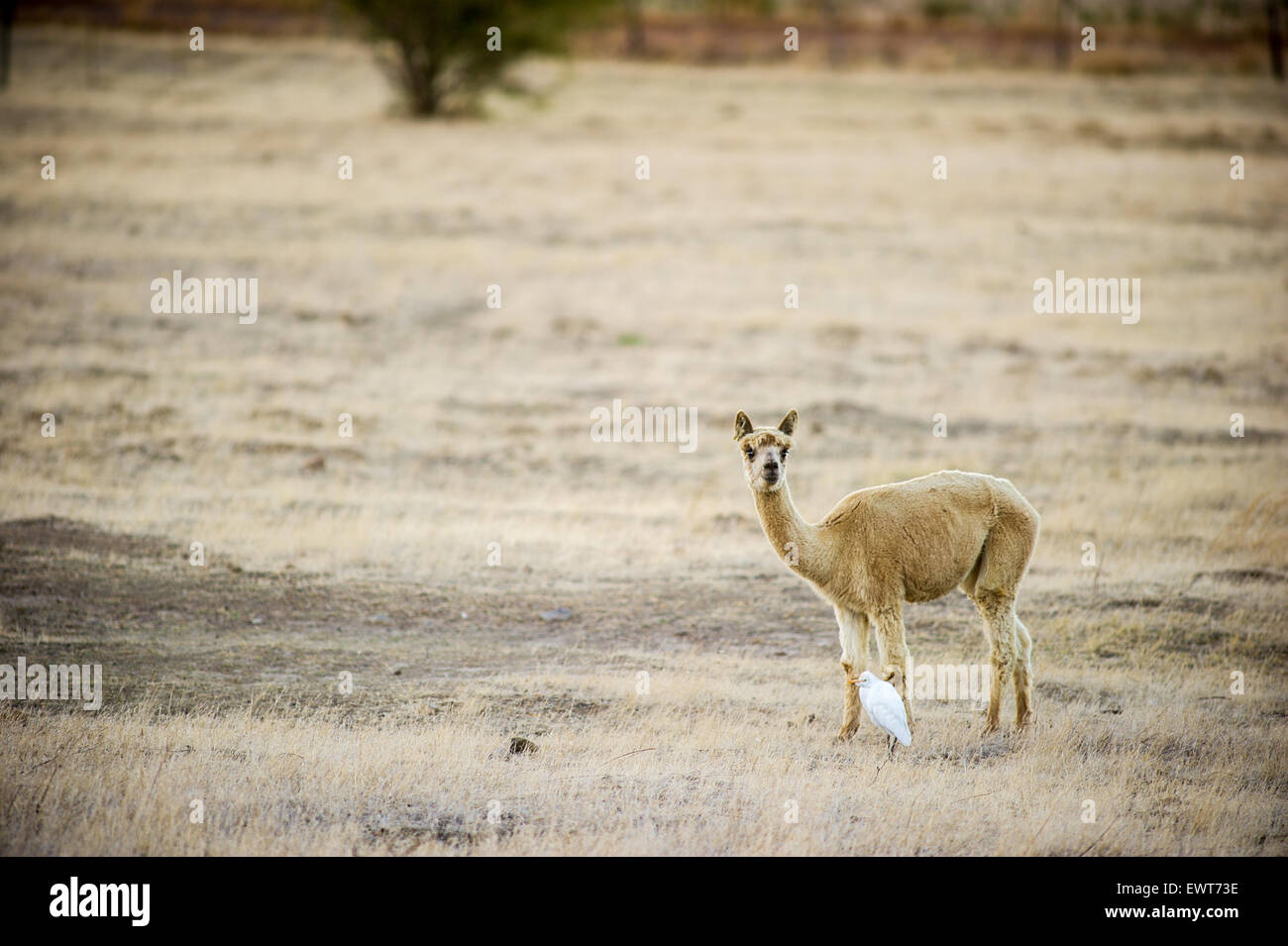 Alpaca vicugna pacos hi-res stock photography and images - Alamy
