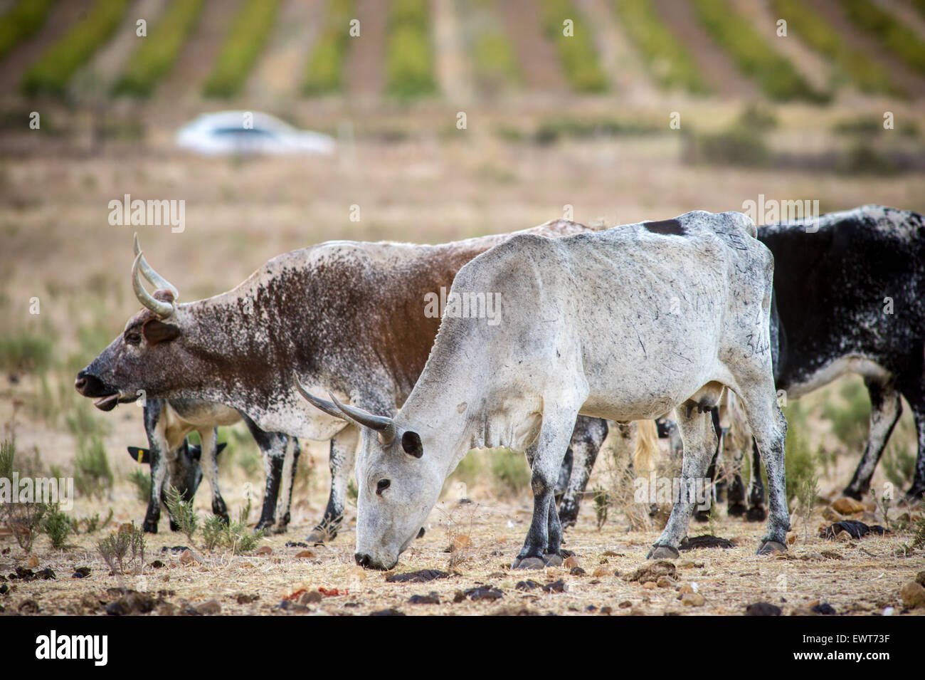 Cattle livestock agriculture africa hi-res stock photography and images ...