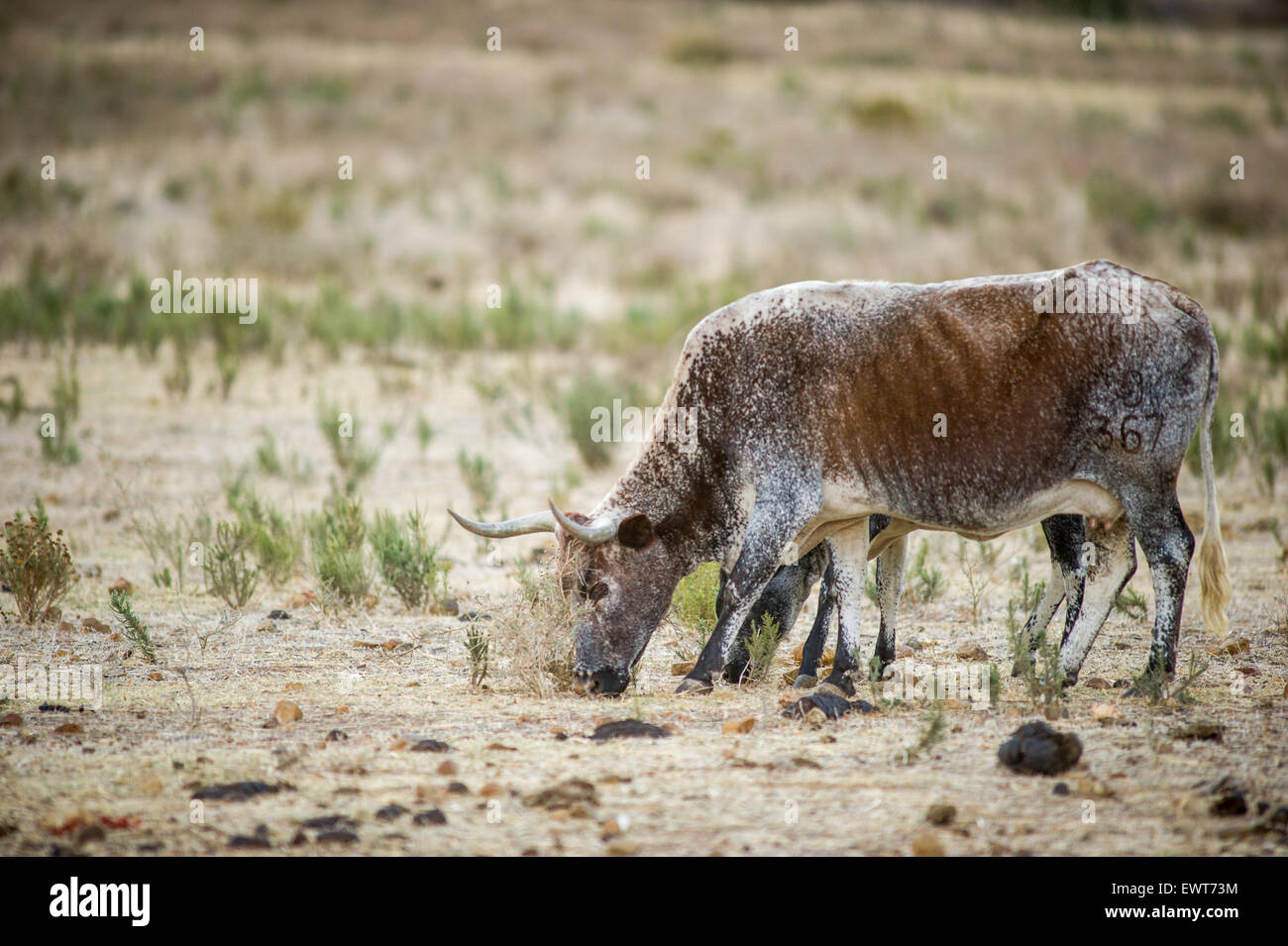 South Africa - Nguni cattle on a farm Stock Photo - Alamy