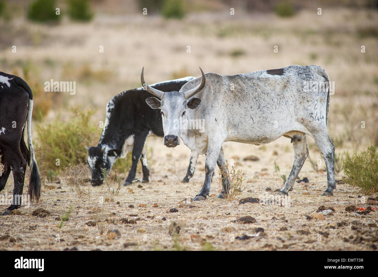 South Africa - Nguni cattle on a farm Stock Photo - Alamy