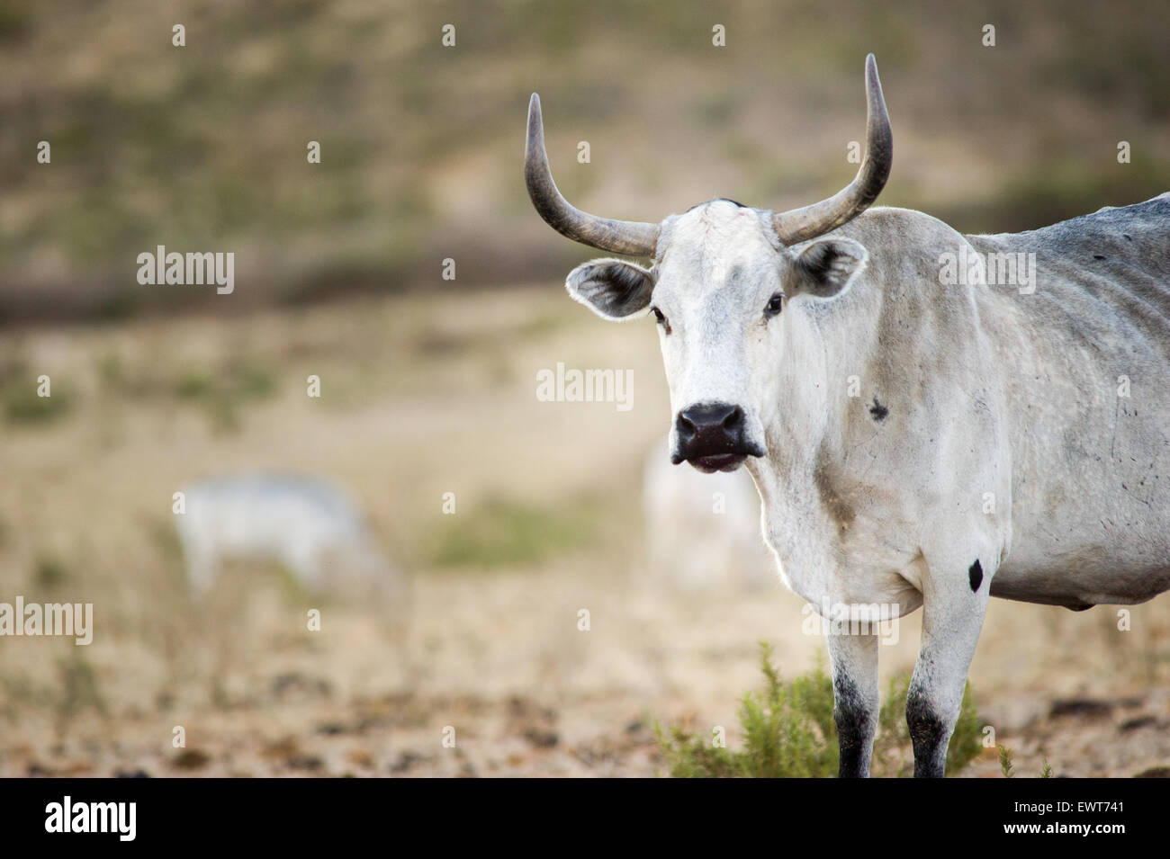 Nguni High Resolution Stock Photography and Images - Alamy