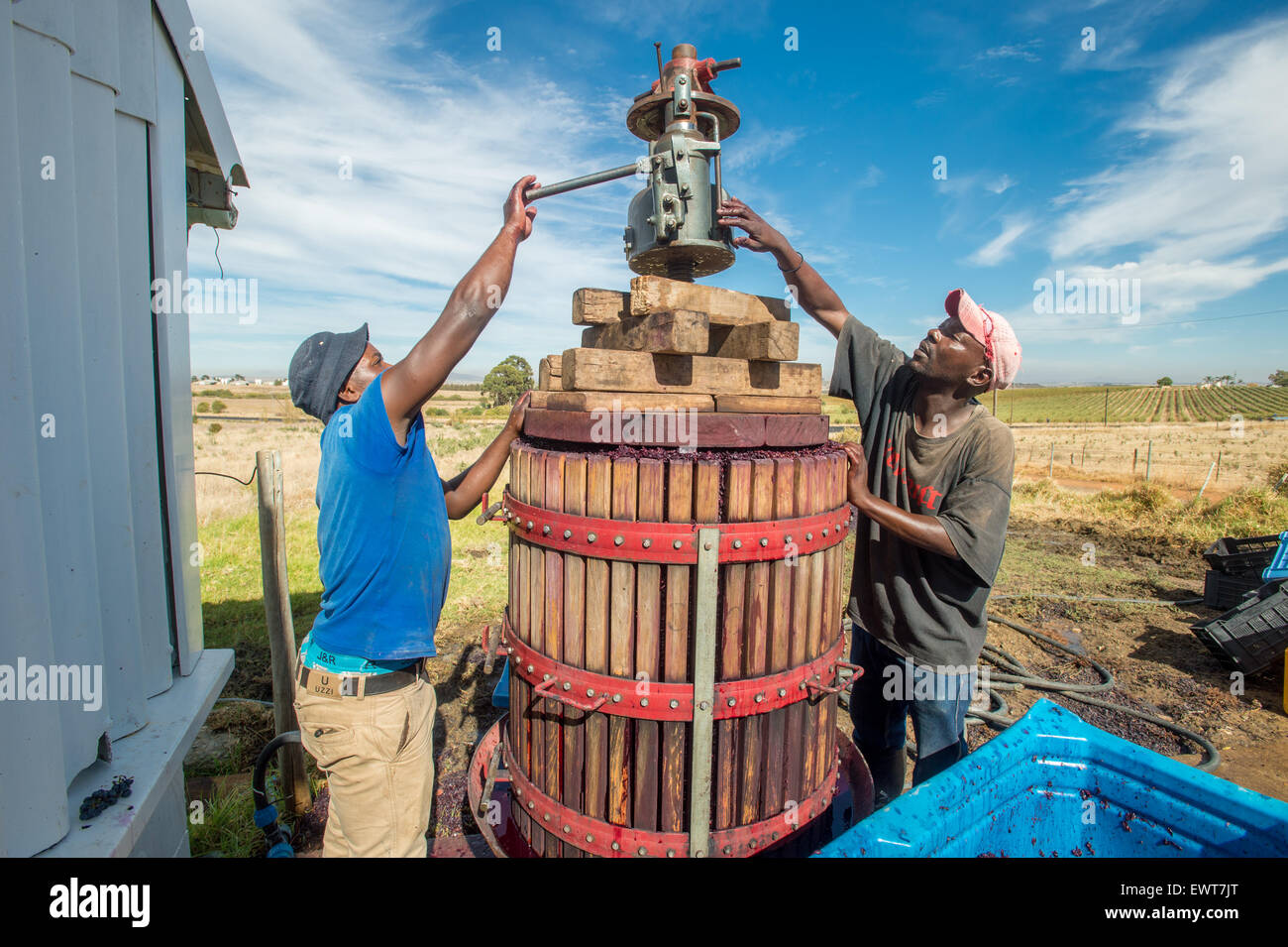 Paarl, South Africa - Wine makers mashing wine grapes Stock Photo - Alamy