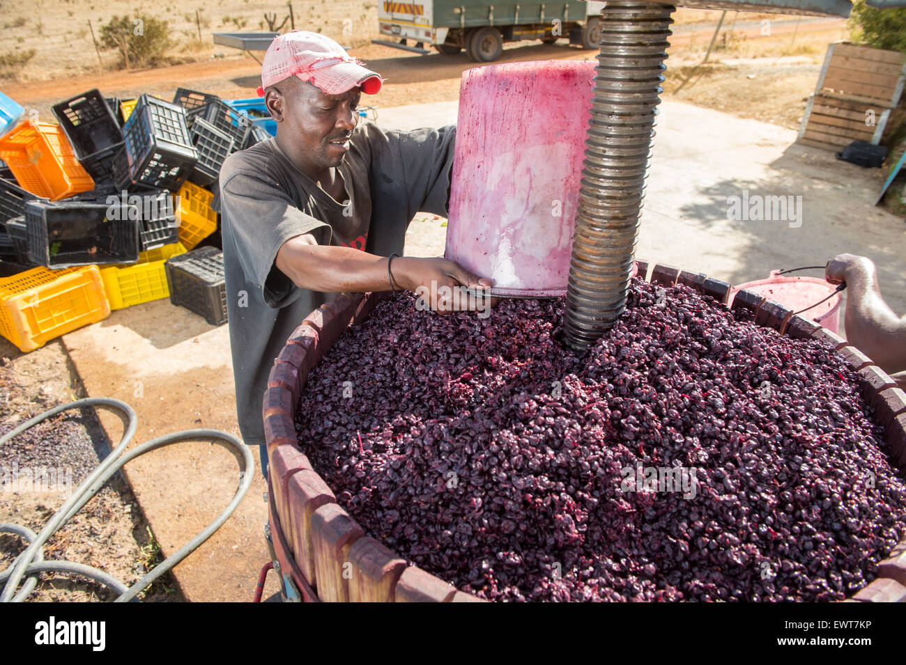 Paarl, South Africa - Wine makers mashing wine grapes Stock Photo - Alamy