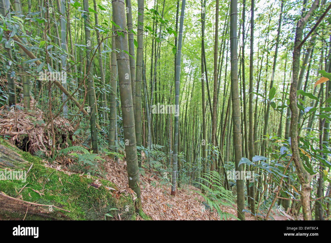 Bamboo Forest in Taiwan Stock Photo - Alamy