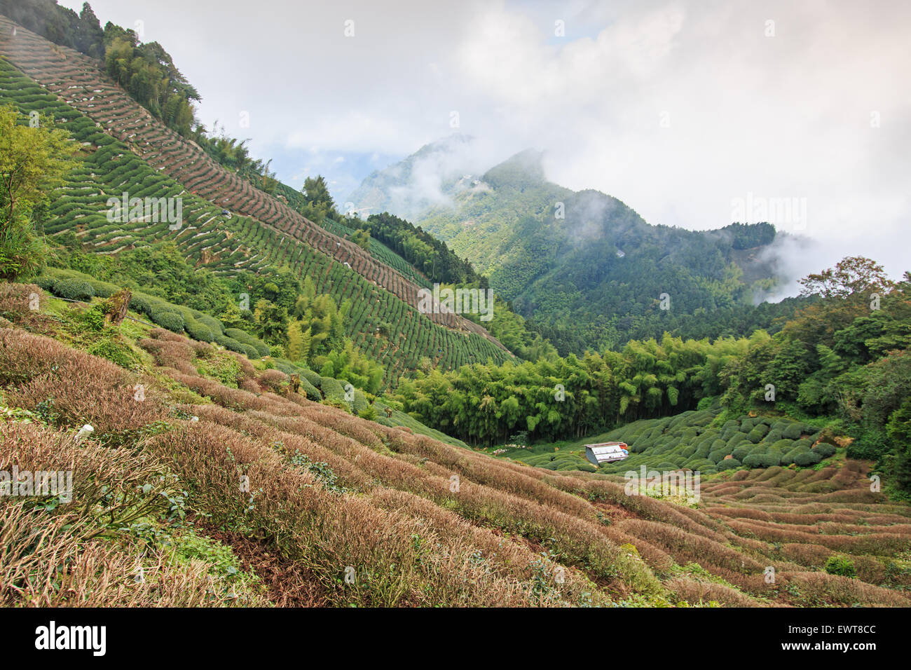 Oolong Tea plantation in Taiwan Stock Photo - Alamy