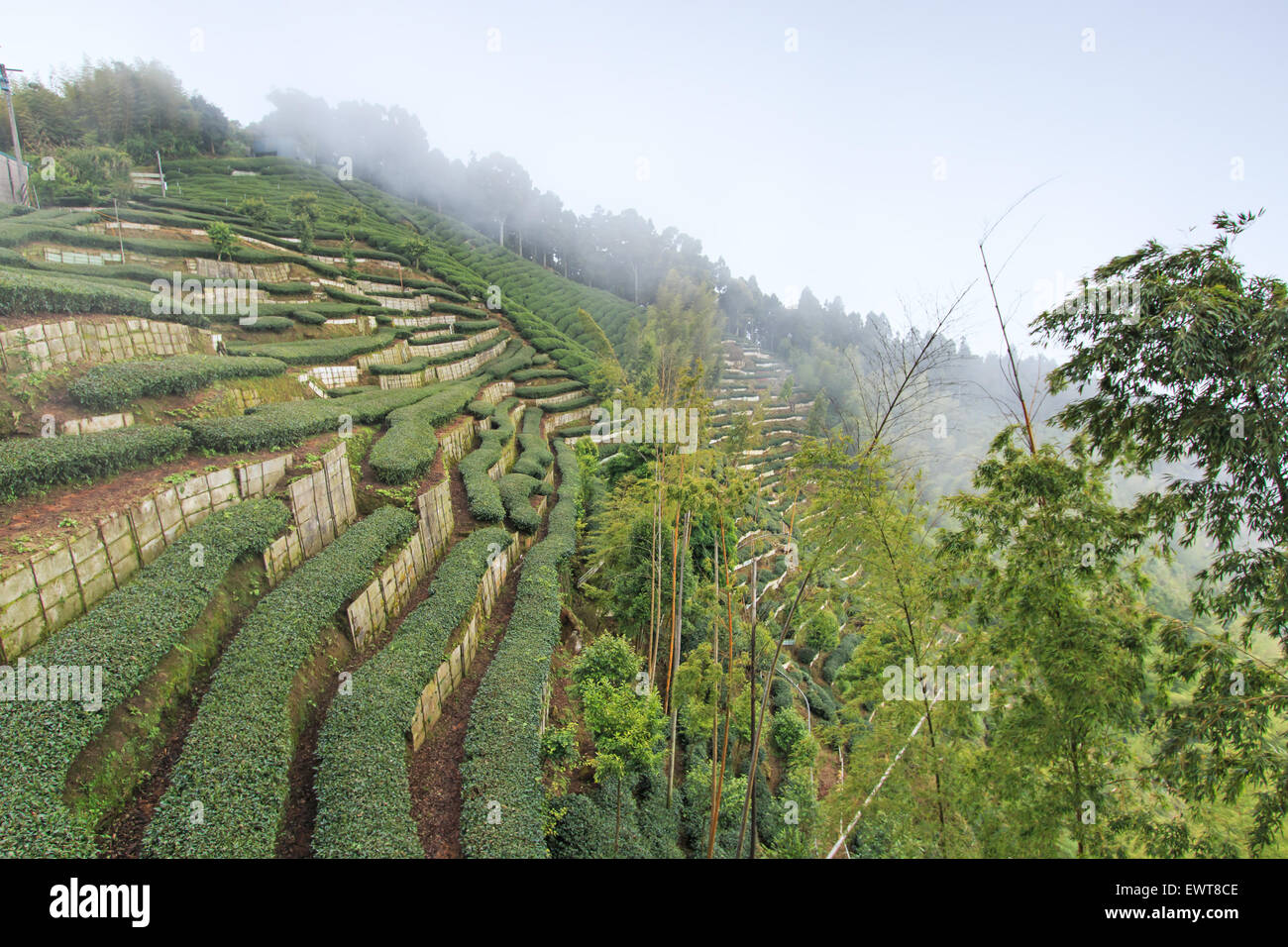 Oolong Tea plantation in Taiwan Stock Photo - Alamy