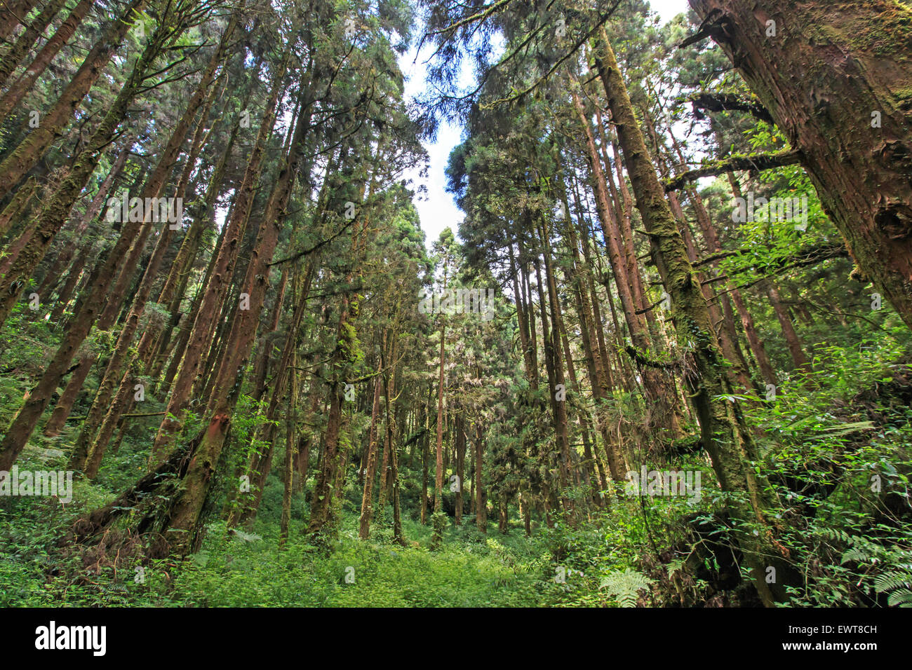 Xitou forest in Nantou, Taiwan Stock Photo - Alamy