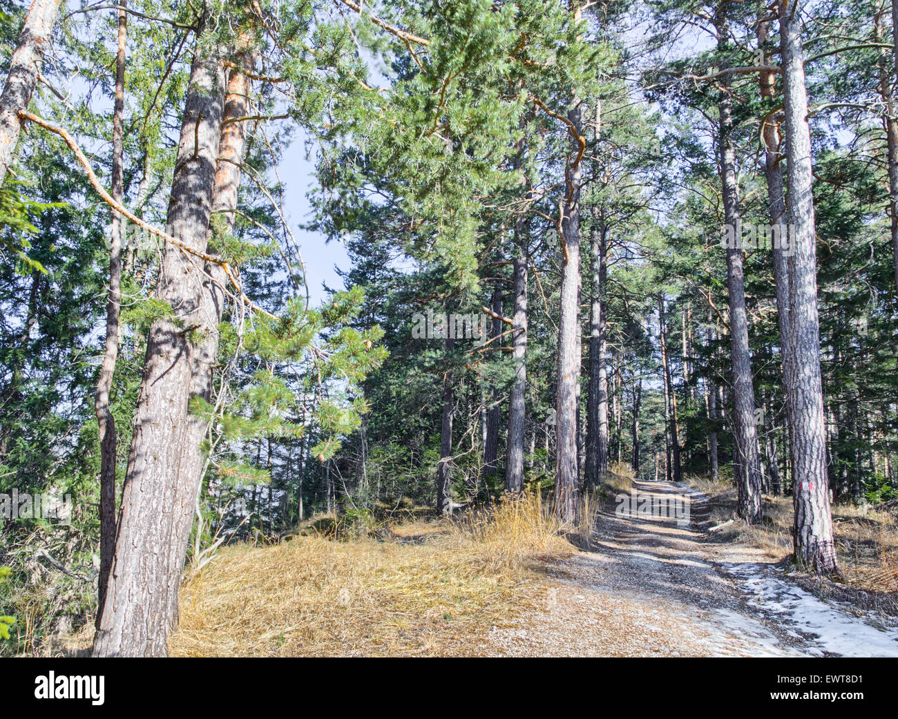 Brown walk path in a forest of green pines, spruces and firs on ...